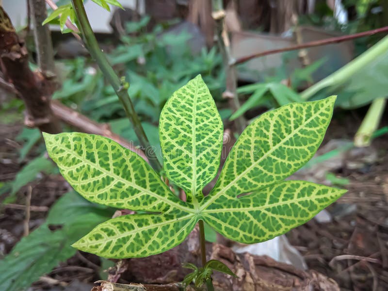 Beautiful Cassava Leaf Pattern Stock Photo - Image of herb, tree: 213065488