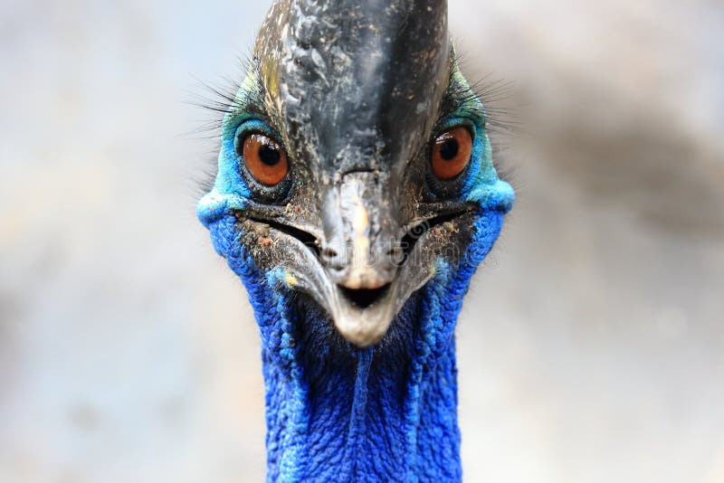 Cassowary a Beautiful and Bright Picture Stock Image - Image of wing ...
