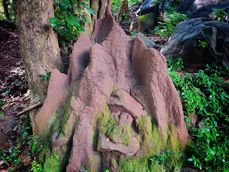 Beautiful Castle Like Anthill in Forest Made Out of Mud by Ant and ...