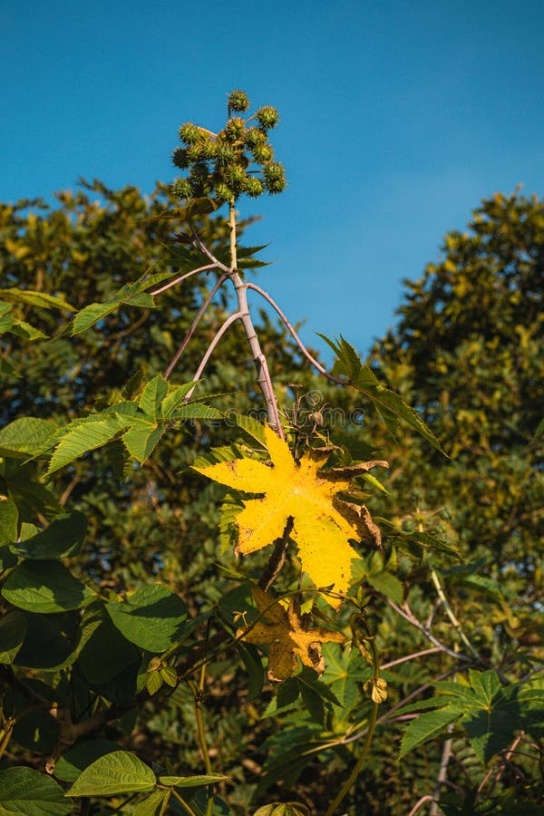 Castor Bean Leaves Amid Morning Sunlight Stock Image - Image of shrub ...