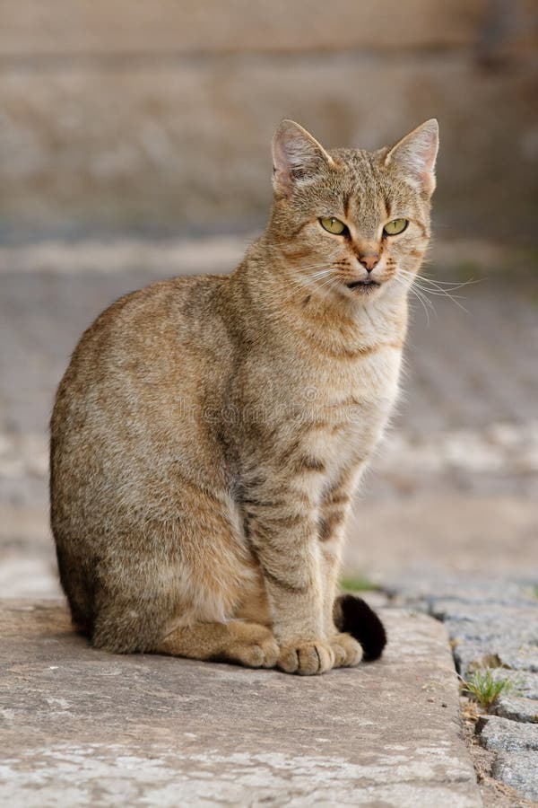 Beautiful cat stock image. Image of sitting, view, pets - 12321739