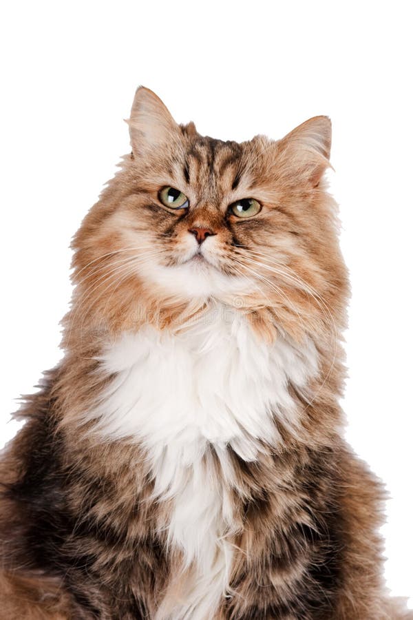 Beautiful cat stock image. Image of symmetry, siberian - 12969933
