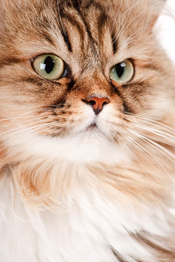 Beautiful cat stock image. Image of face, watchful, mustache - 12969969