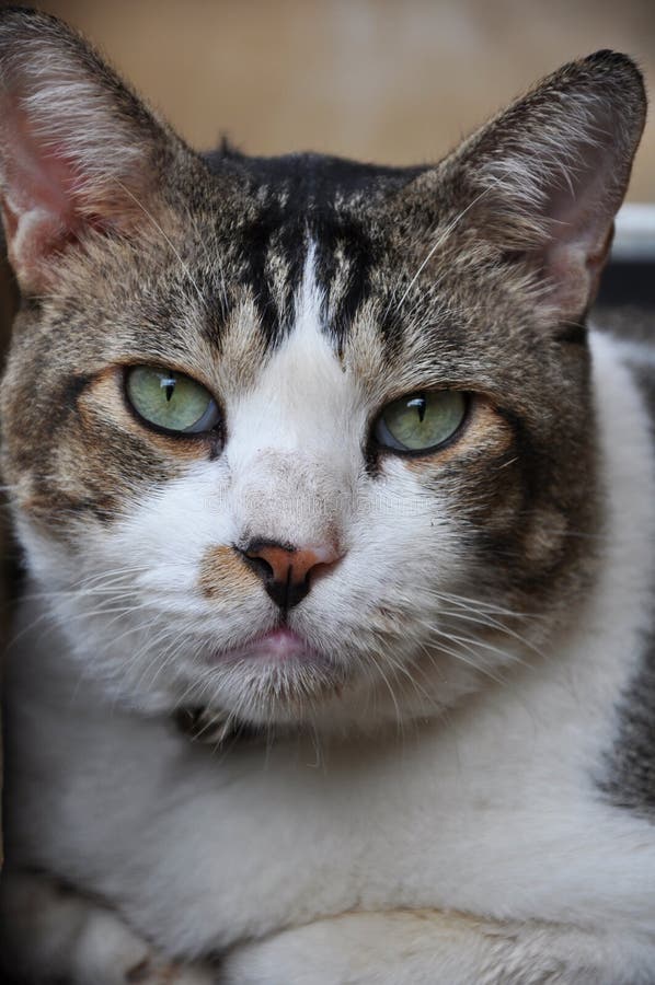 Beautiful Cat stock image. Image of portrait, facial - 21984677