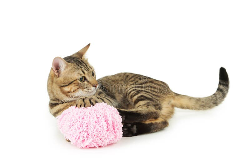 Beautiful Cat with Ball Isolated on White. Stock Photo - Image of cute ...