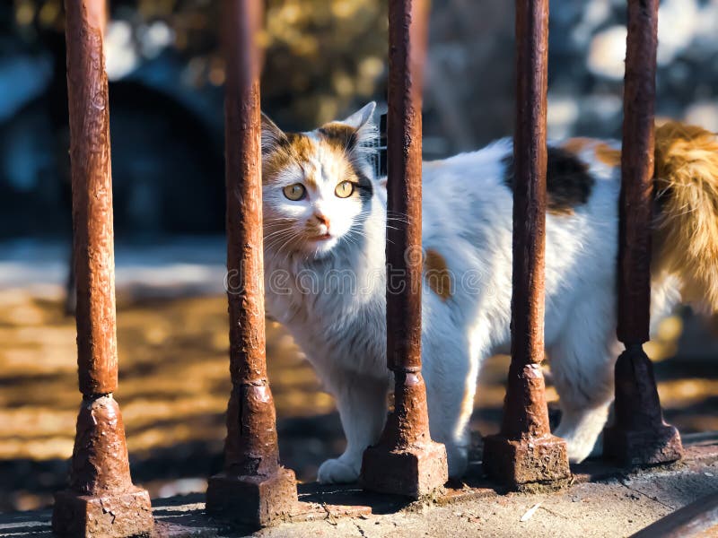 Beautiful White Cat Behind the Bars Stock Image - Image of atomic, eyes ...
