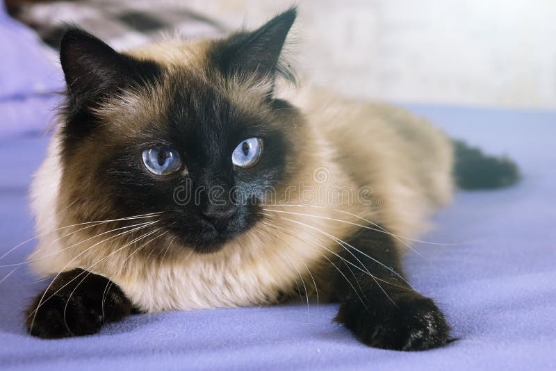 Beautiful Cat on a Blue Background. Stock Photo - Image of beautiful ...