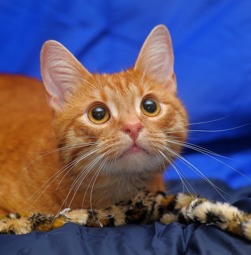 Beautiful Cat on a Blue Background Stock Photo - Image of blue, face ...