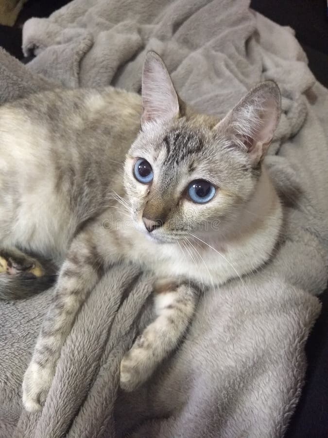 Beautiful cat stock photo. Image of kitty, blue, beautiful - 106747674