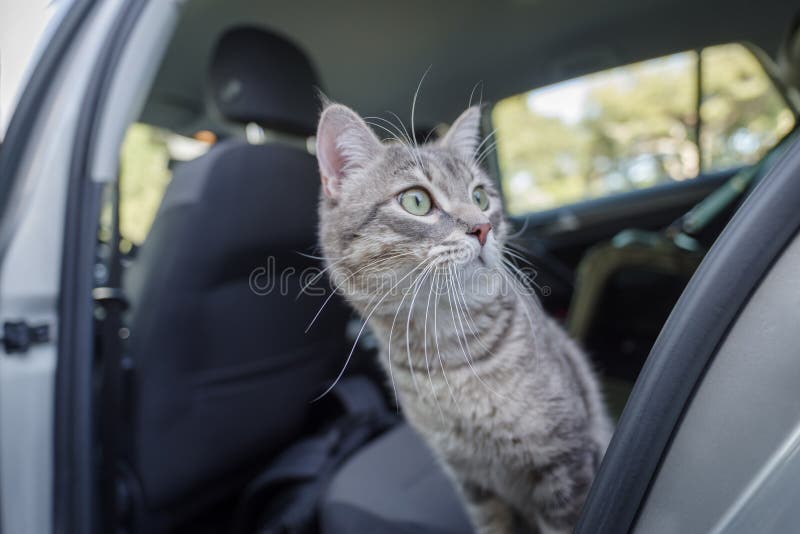 Beautiful cat in the car stock image. Image of transport - 373657481