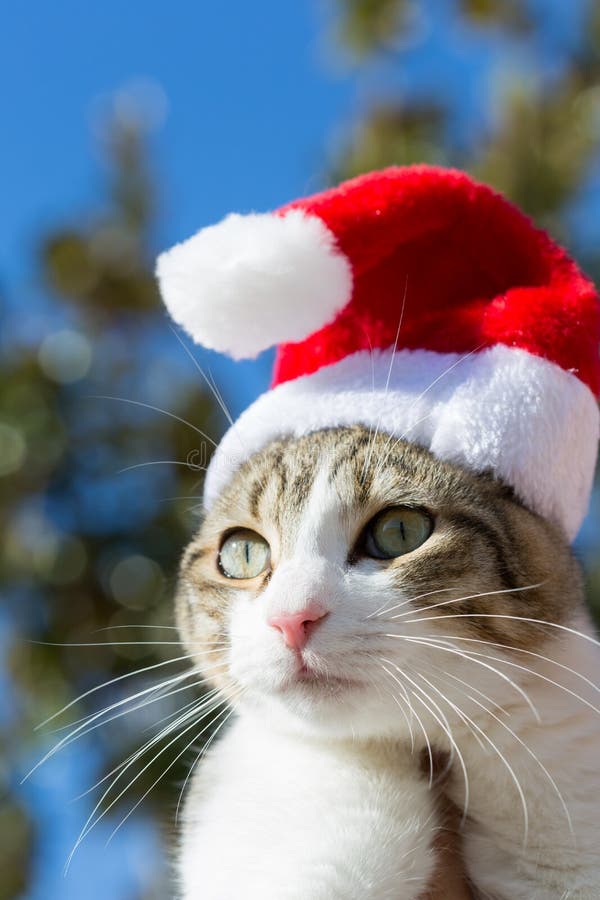 Beautiful Cat with Christmas Cap Stock Photo - Image of accessory ...