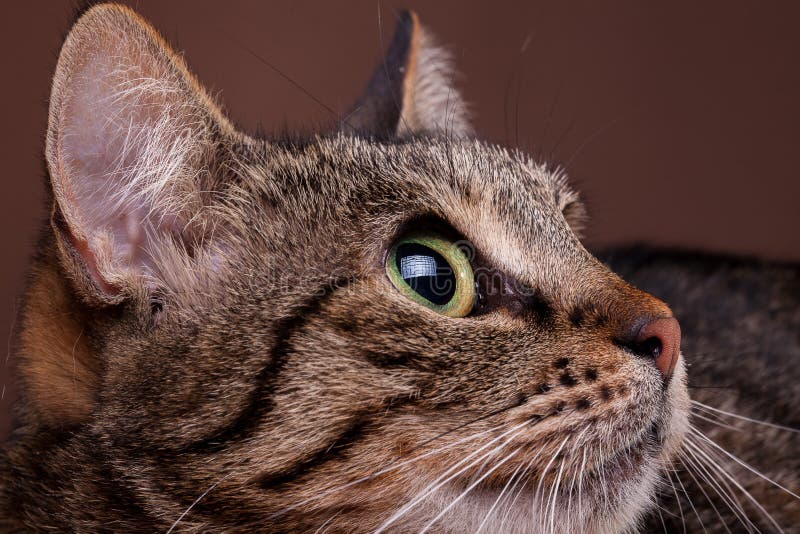 Beautiful Cat in Close Up Photo Stock Photo - Image of adult, face ...