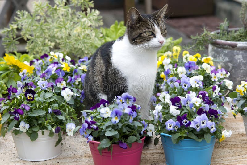 Beautiful Cat in between Colored Pansy Flowers Stock Photo - Image of ...