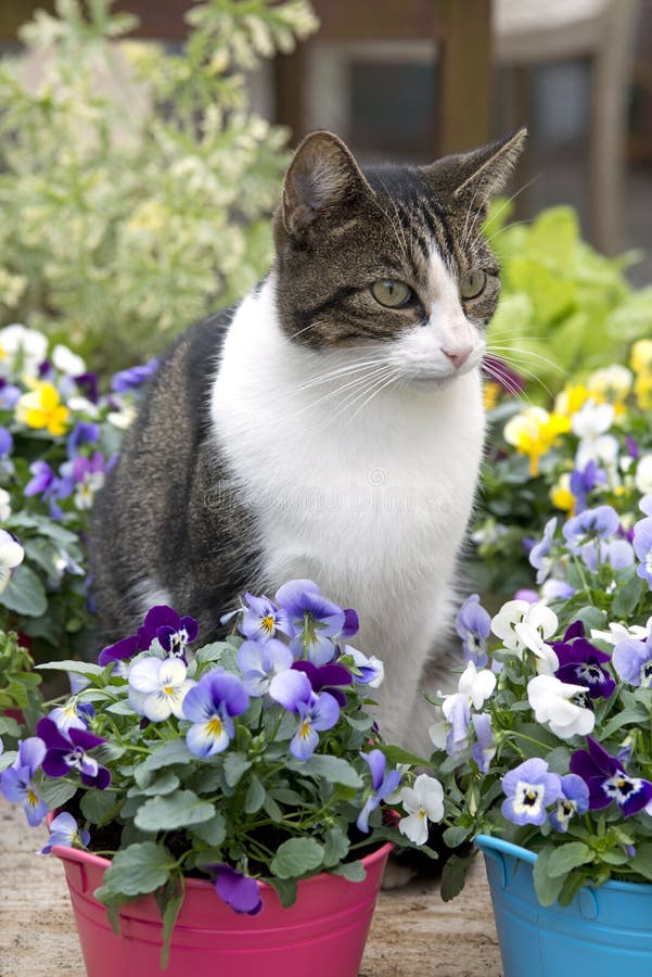 Beautiful Cat in between Colored Pansy Flowers Stock Photo - Image of ...