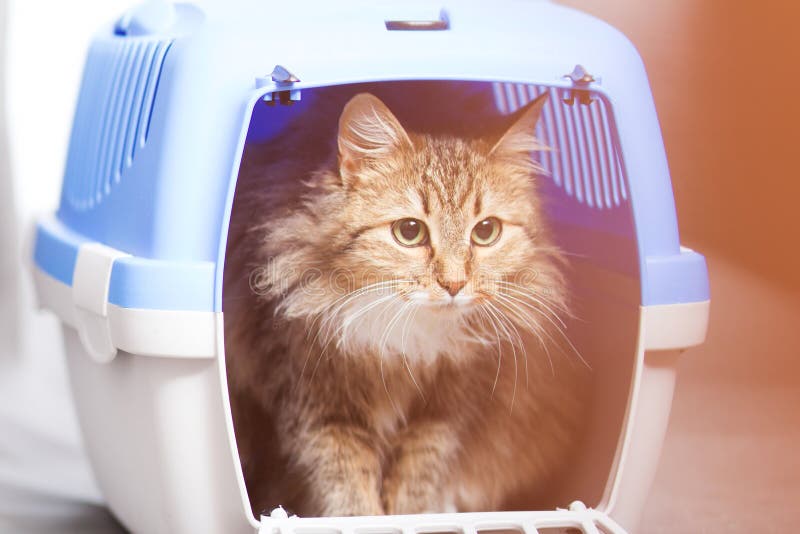 Beautiful Cat in a Container for Transport Stock Image - Image of ...