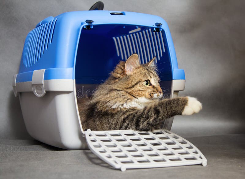 Beautiful Cat in a Container for Transport Stock Image - Image of ...