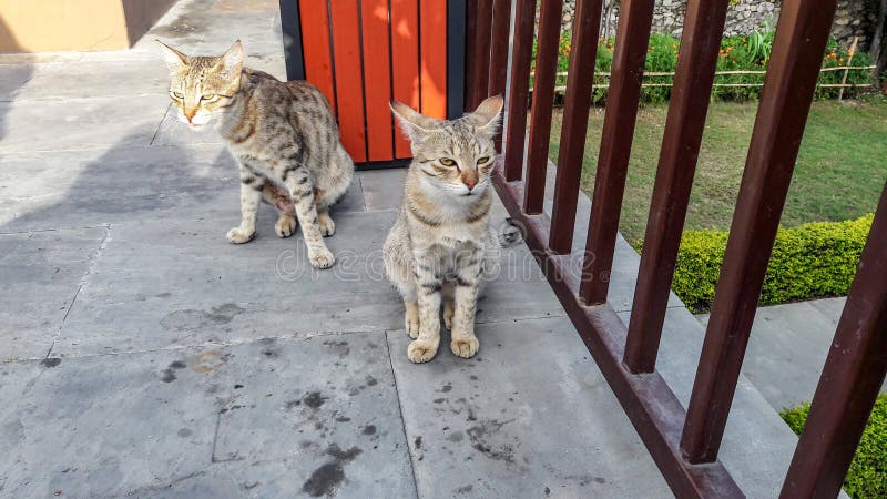 Beautiful Cat Duo Posing for Picture Stock Image - Image of creative ...