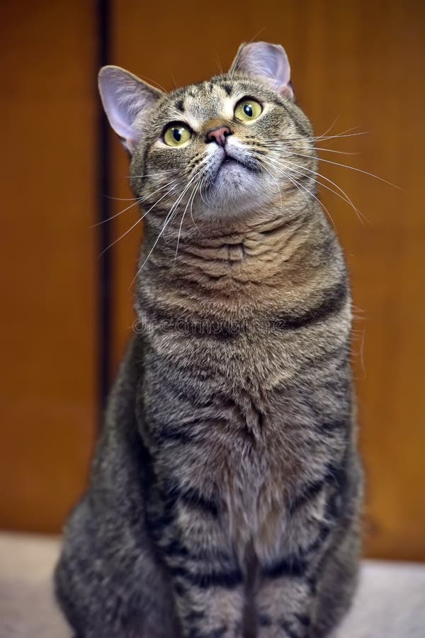 Beautiful Cat with Ear Cut Off after Sterilization in the Shelter Stock ...