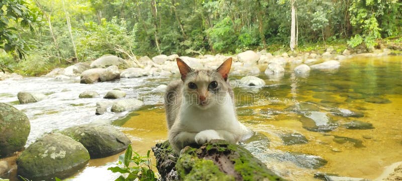 Beautiful Cat on the Edge of the Forest River Stock Image - Image of ...