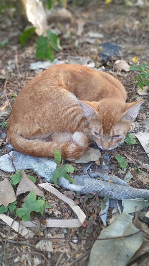 Beautiful Cat is Enjoying a Break Stock Photo - Image of break, rest ...