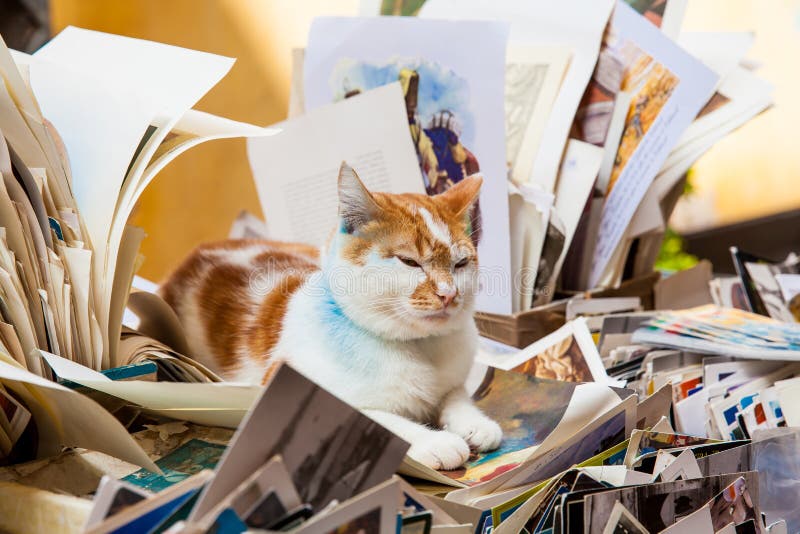 Beautiful Cat at the Entrance of a Library in Venice Stock Image ...