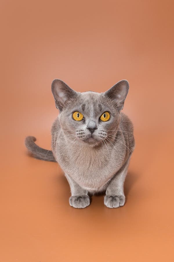 606 Blue Burmese Cat Photos - Free & Royalty-Free Stock Photos from ...