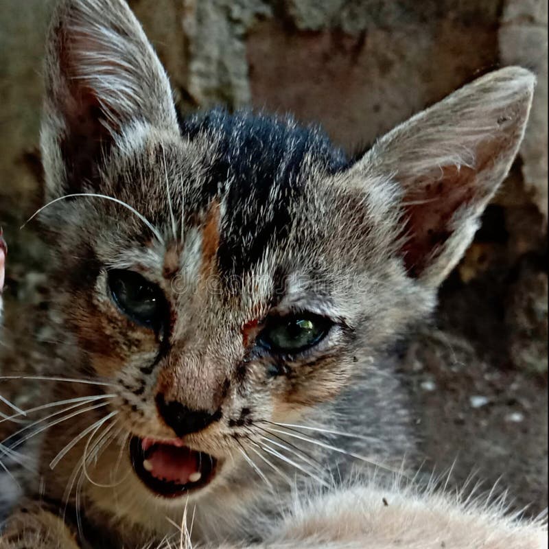 Beautiful Cat Face Zoom in Camera Stock Photo - Image of beautiful ...