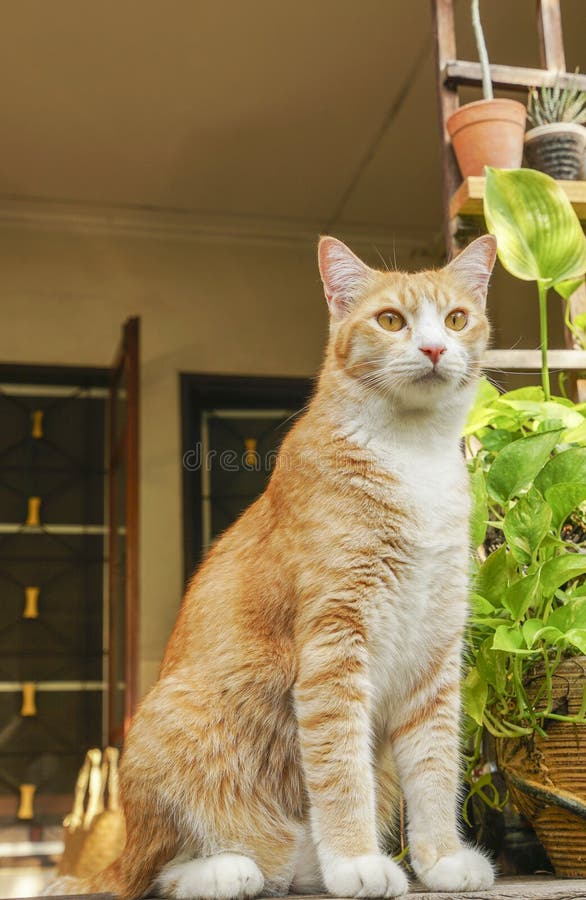 Orange Cat Staring at Something Stock Photo - Image of looking, jovial ...