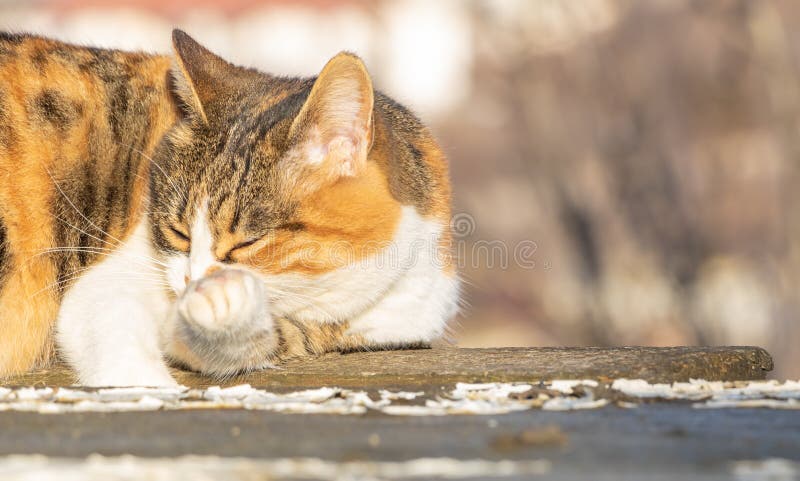 A Beautiful Cat Himself Cleaning His Paws Stock Image - Image of home ...