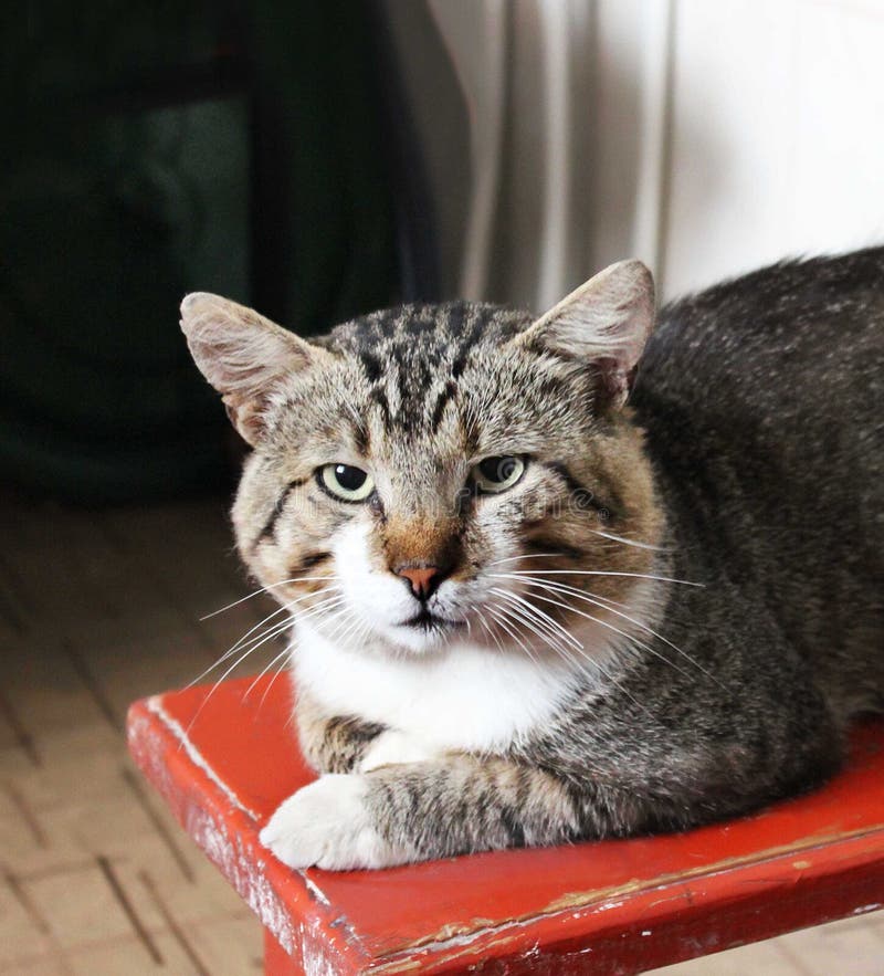 Beautiful Cat in the House. Stock Image - Image of park, domestic ...