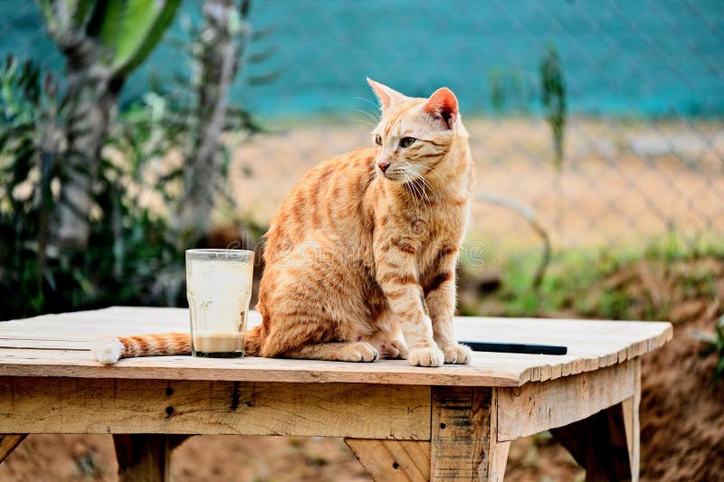 Beautiful Cat with Iconic Pose, Cat on a Coffee Table Stock Photo ...
