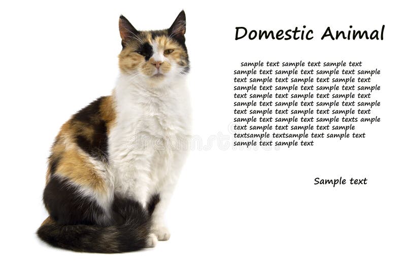 588 Sample Cat Stock Photos - Free & Royalty-Free Stock Photos from ...