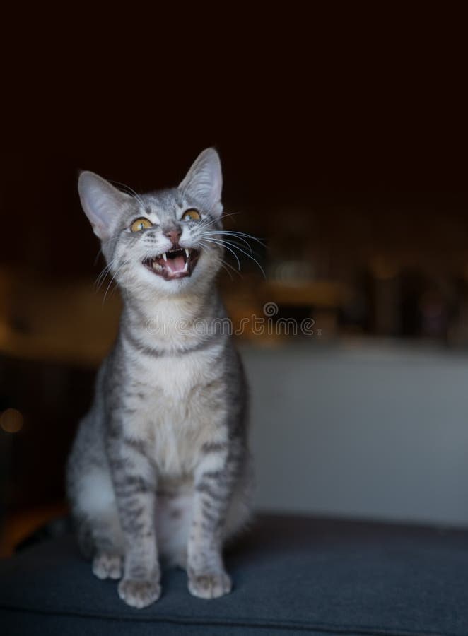 Cat Kitten with Curious Expression Stock Image - Image of face, nature ...