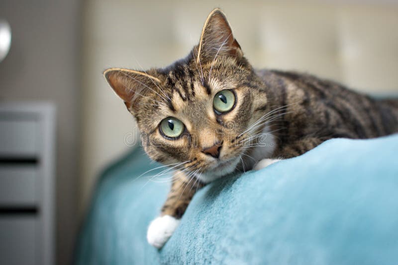 Cat Contented with Life about Everything Stock Image - Image of eyes ...