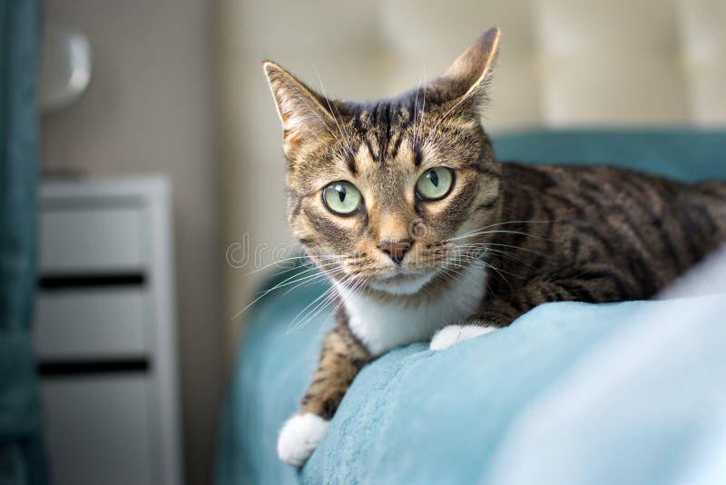 Cat contented with life stock image. Image of eyes, background - 203947577