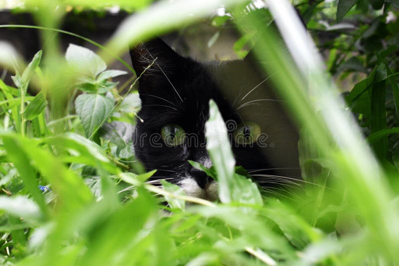 Cat Stalking Stock Images - Download 3,138 Royalty Free Photos