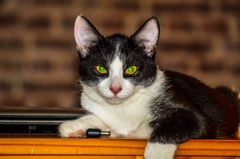 Beautiful Cat Looking at You Stock Image - Image of beauty, beautiful ...