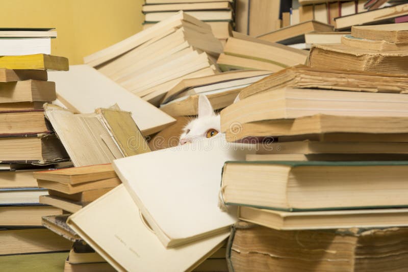Cat Lurking Behind Pile Books Stock Photos - Free & Royalty-Free Stock ...