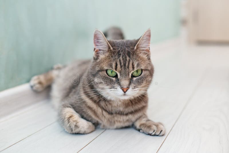 Beautiful Cat Lying on Floor. Concept of Pets Stock Image - Image of ...