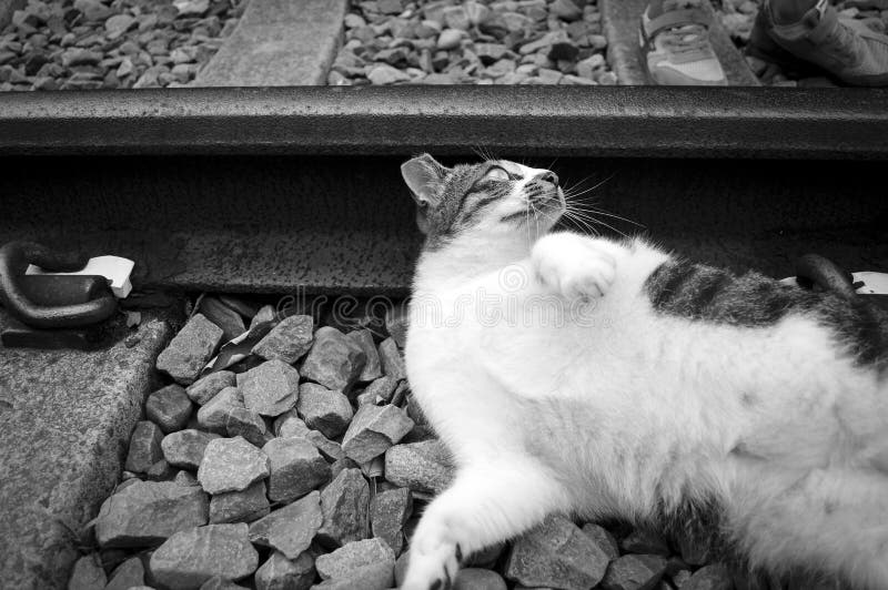 Beautiful cat 2 stock image. Image of nature, beautiful - 101603449