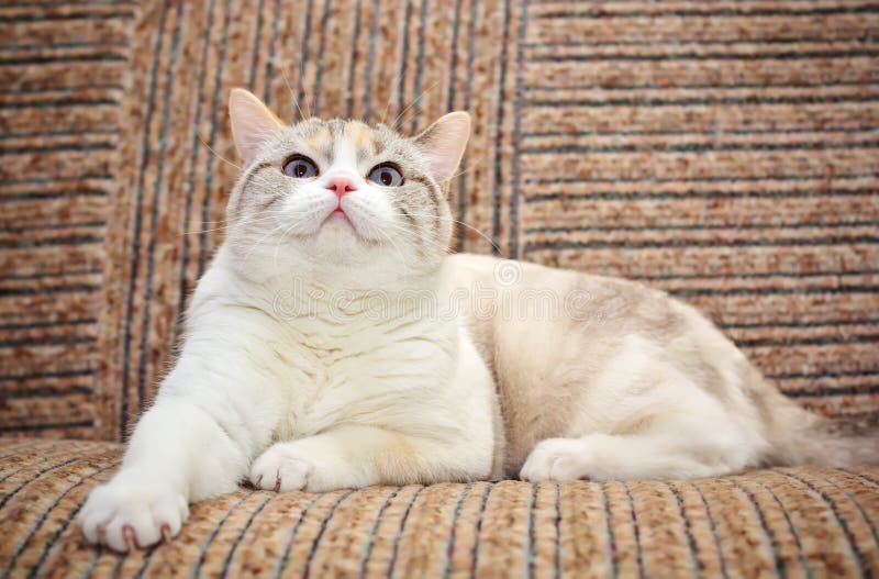 Fat Cat stock photo. Image of obese, sitting, overweight - 3787304