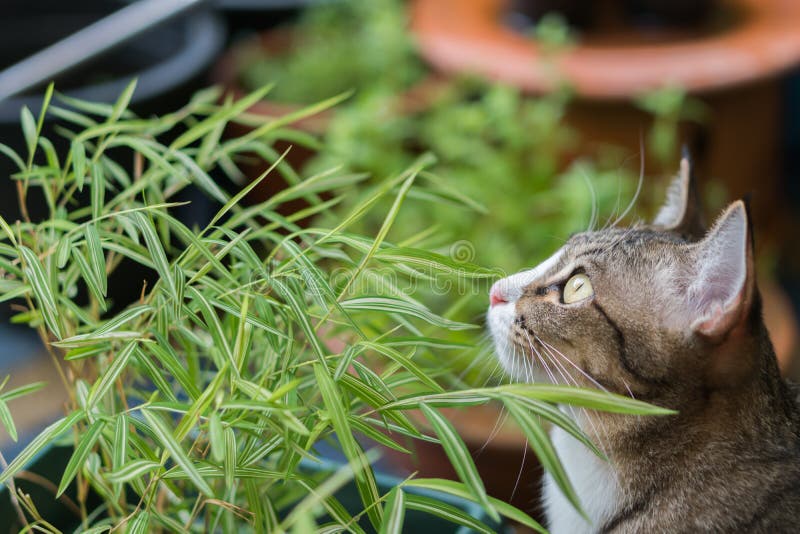 Beautiful cat outdoors stock photo. Image of furry, living - 106345278