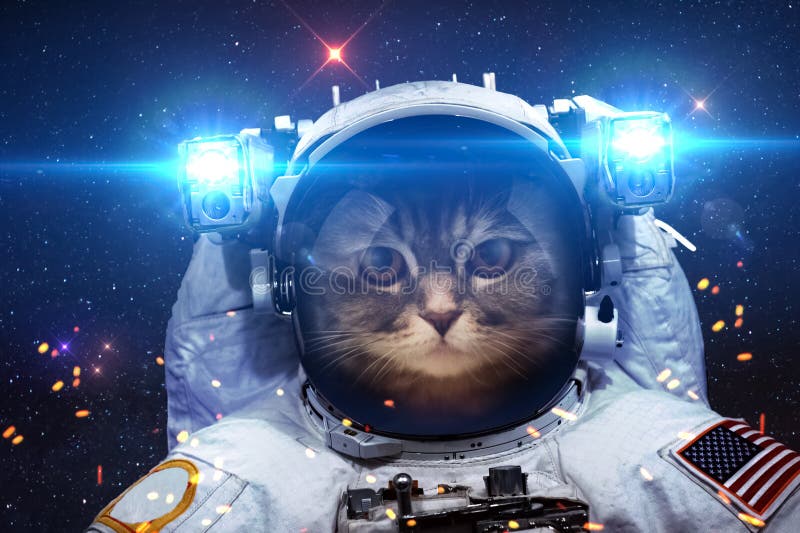 Beautiful Cat in Outer Space Stock Image - Image of earth, celestial ...