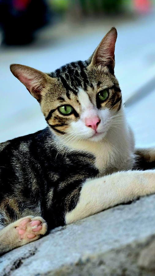 Beautiful Cat in Peshawar,pakistan, Stock Photo - Image of beautiful ...