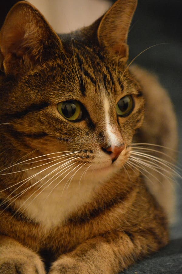 Beautiful Cat Photos and Images Stock Image - Image of eagle, field ...