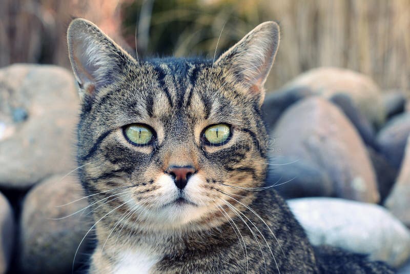 Beautiful cat stock photo. Image of animal, awesome, beauty - 38907416