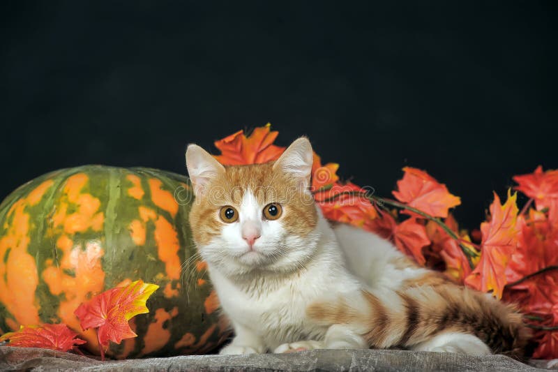 Beautiful Cat with Pumpkin and Autumn Foliage Stock Photo - Image of ...
