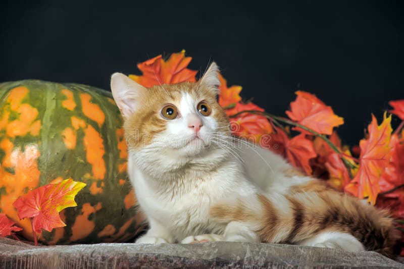 Beautiful Cat with Pumpkin and Autumn Foliage Stock Photo - Image of ...