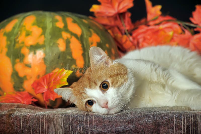 Beautiful Cat with Pumpkin and Autumn Foliage Stock Photo - Image of ...