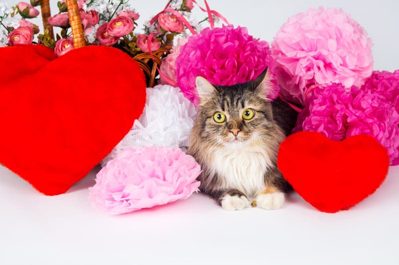 Beautiful Cat with a Red Heart and Paper Flowers Stock Image - Image of ...